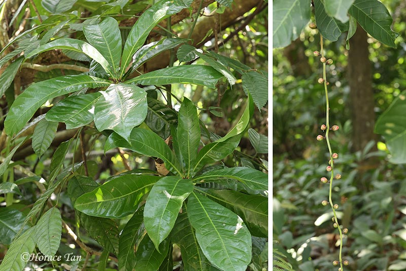 ButterflyCircle Checklist