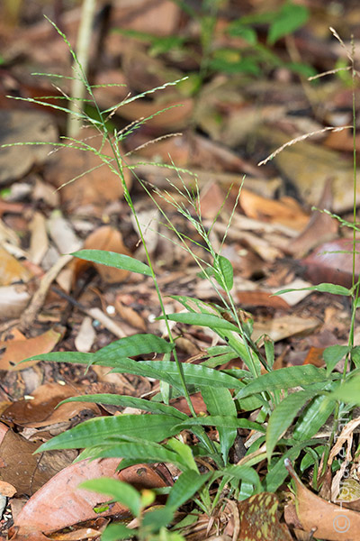 ButterflyCircle Checklist