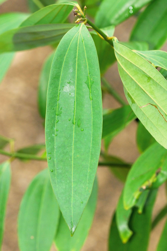 ButterflyCircle Checklist