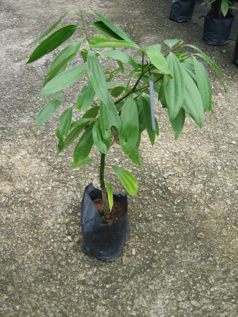 ButterflyCircle Checklist