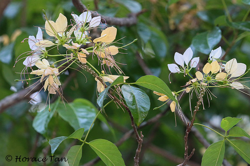 ButterflyCircle Checklist
