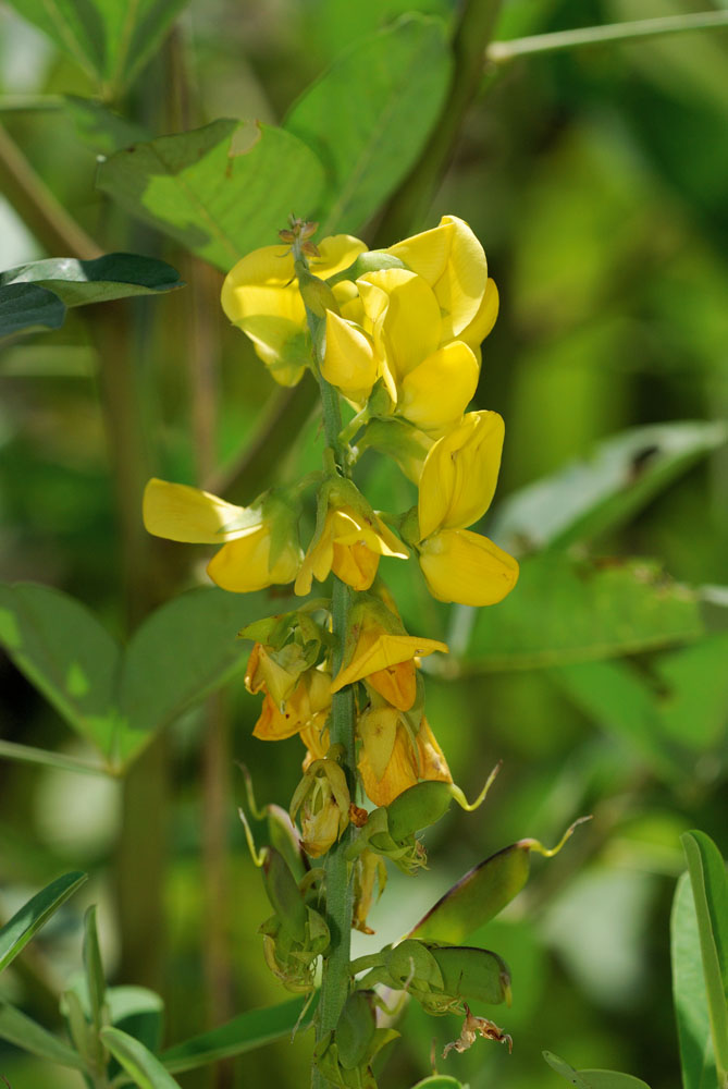ButterflyCircle Checklist