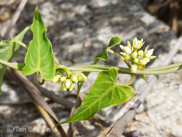 ButterflyCircle Checklist