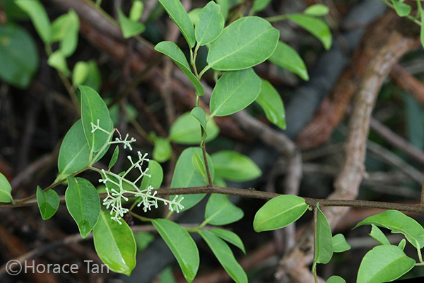 ButterflyCircle Checklist