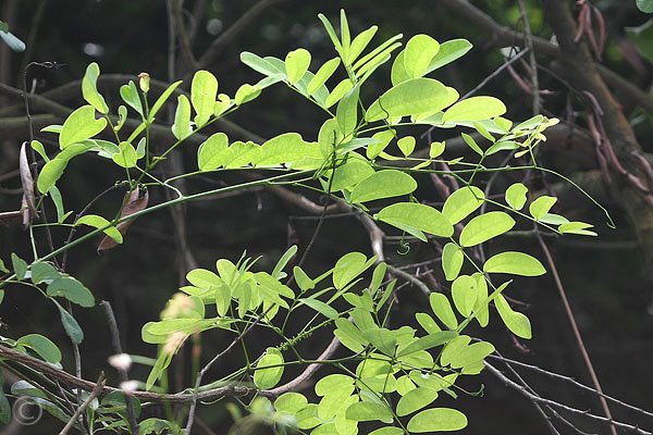 ButterflyCircle Checklist