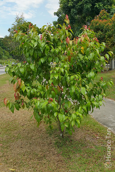 ButterflyCircle Checklist