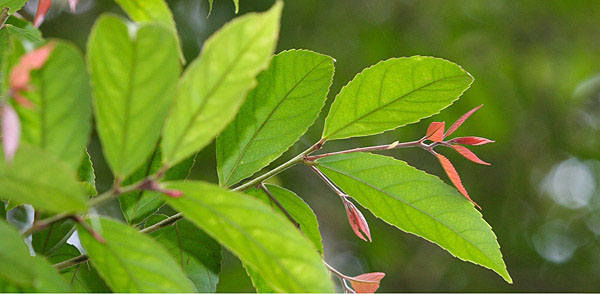 ButterflyCircle Checklist