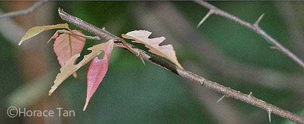 ButterflyCircle Checklist