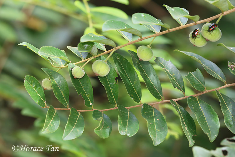 ButterflyCircle Checklist