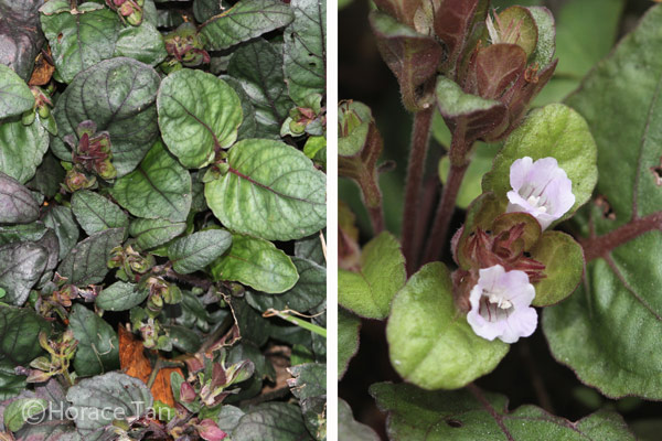 ButterflyCircle Checklist