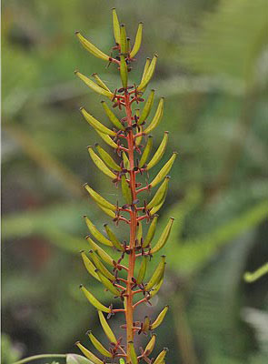 ButterflyCircle Checklist