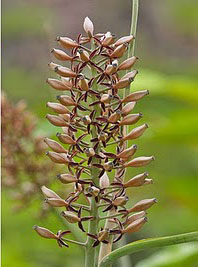 ButterflyCircle Checklist