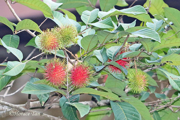 ButterflyCircle Checklist