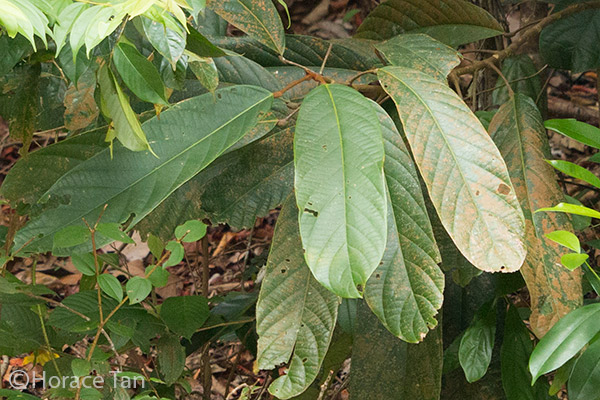 ButterflyCircle Checklist