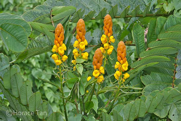 ButterflyCircle Checklist