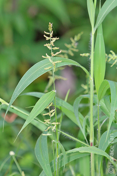 ButterflyCircle Checklist