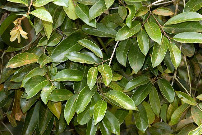 ButterflyCircle Checklist