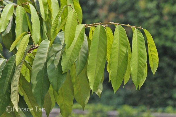 ButterflyCircle Checklist