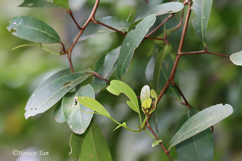 ButterflyCircle Checklist