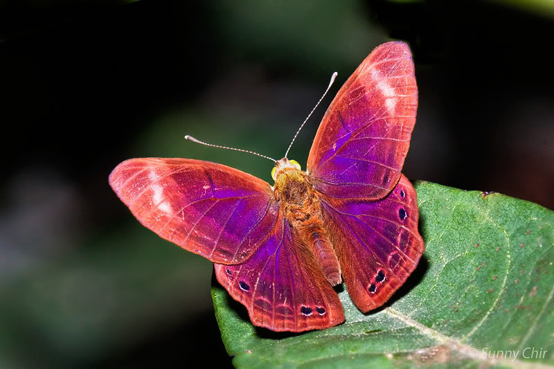 ButterflyCircle Checklist