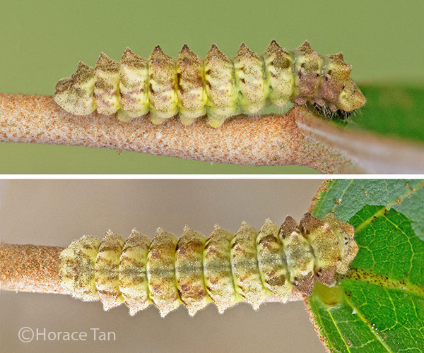 ButterflyCircle Checklist