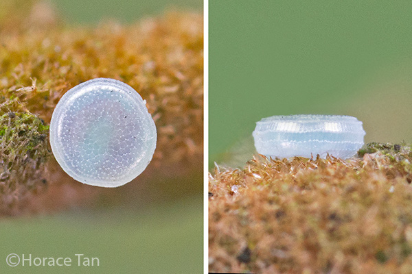 ButterflyCircle Checklist