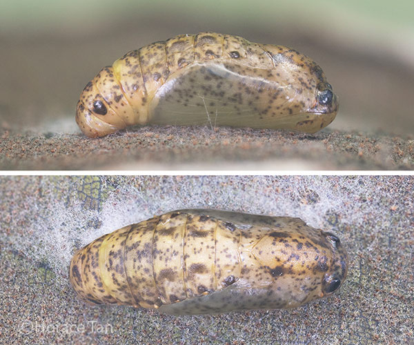 ButterflyCircle Checklist