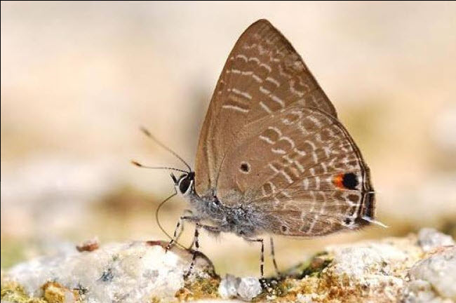 Anthene - Alchetron, The Free Social Encyclopedia