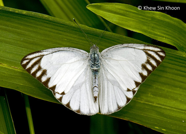 Appias libythea - Alchetron, The Free Social Encyclopedia