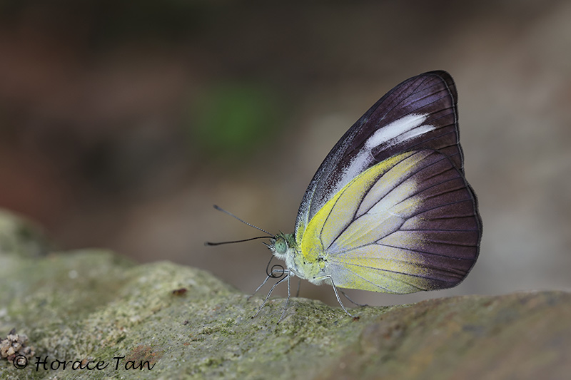 ButterflyCircle Checklist