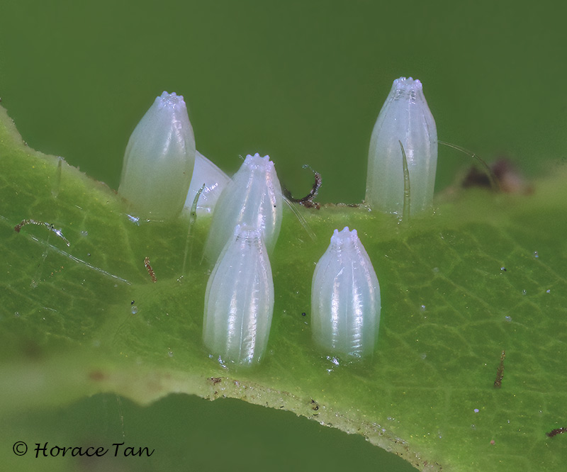 ButterflyCircle Checklist