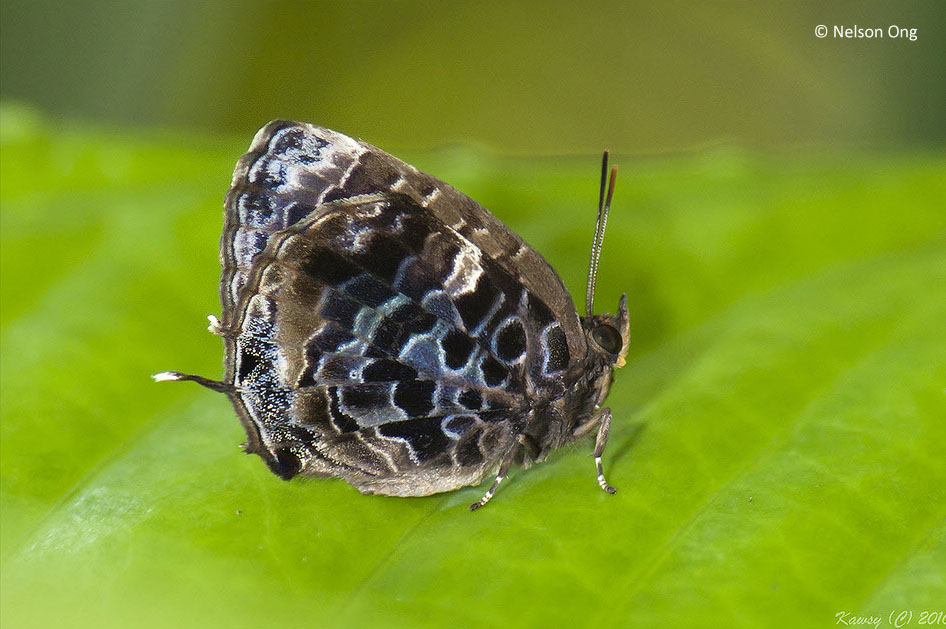 ButterflyCircle Checklist