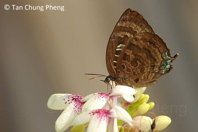 ButterflyCircle Checklist