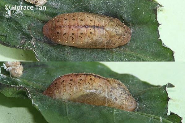 ButterflyCircle Checklist