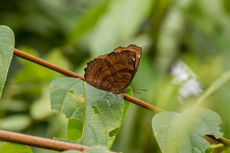 ButterflyCircle Checklist
