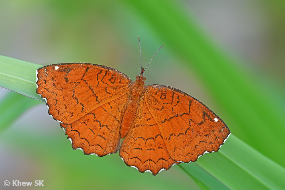 ButterflyCircle Checklist