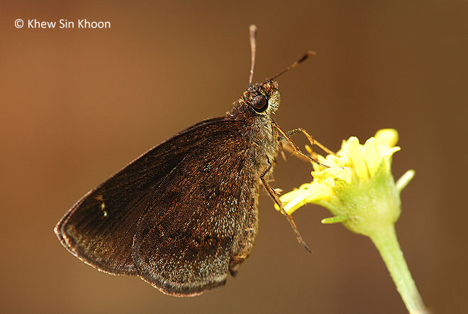 ButterflyCircle Checklist