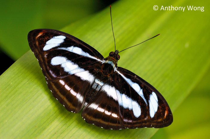ButterflyCircle Checklist