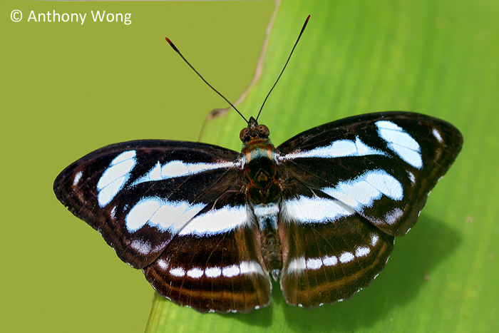 ButterflyCircle Checklist