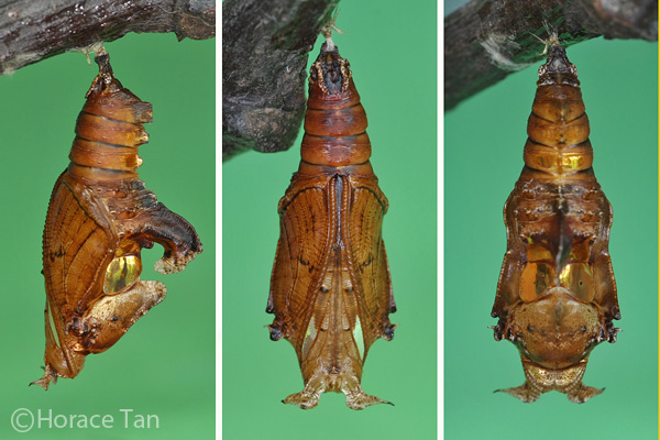 ButterflyCircle Checklist