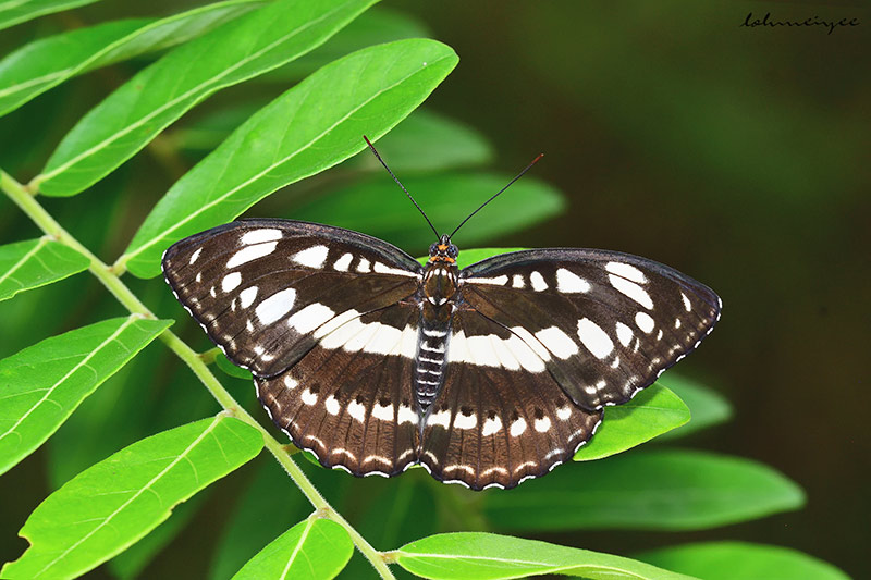 ButterflyCircle Checklist