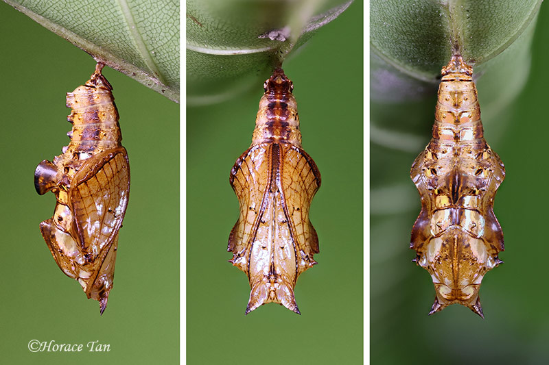 ButterflyCircle Checklist