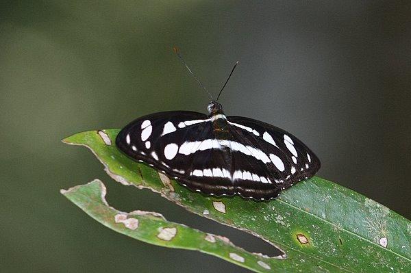 ButterflyCircle Checklist