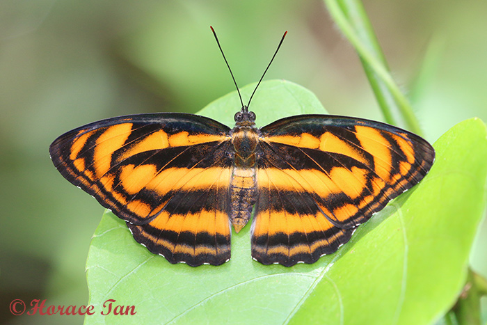 ButterflyCircle Checklist