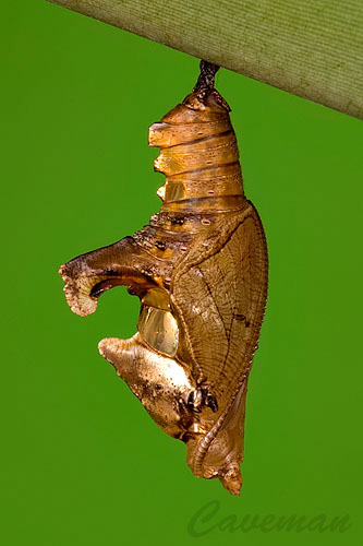 ButterflyCircle Checklist