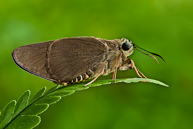 ButterflyCircle Checklist
