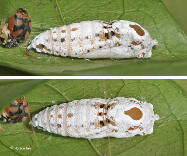 ButterflyCircle Checklist