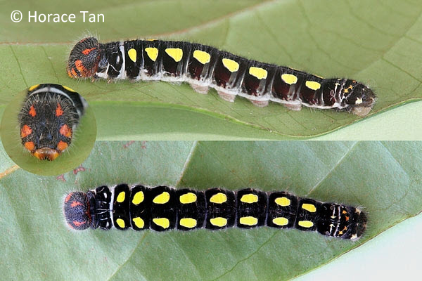 ButterflyCircle Checklist