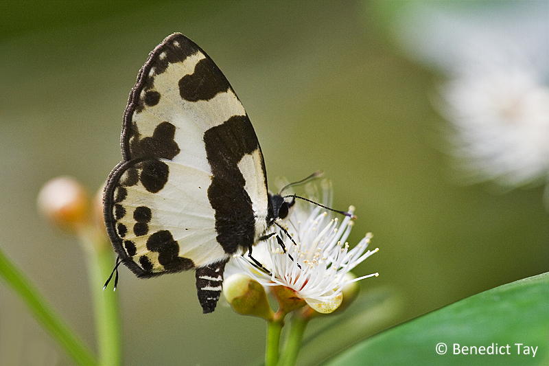 ButterflyCircle Checklist