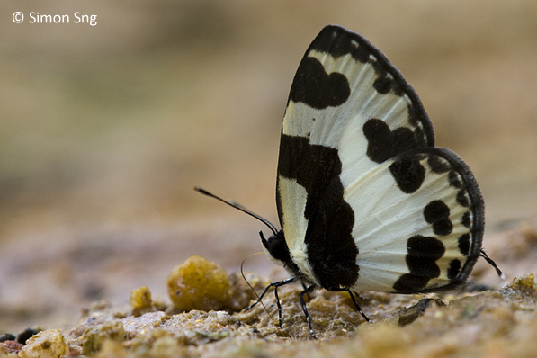 ButterflyCircle Checklist